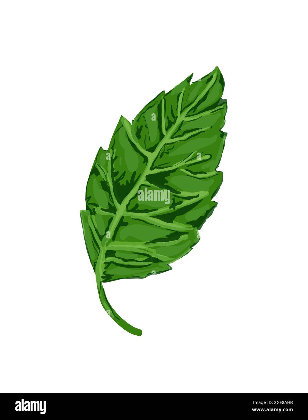 Hibiscus flower drawing hi-res stock photography and images - Alamy