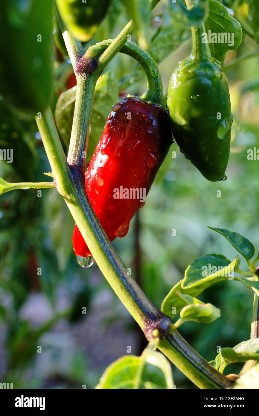Vertical closeup shot of wet red and green chili peppers on a plant ...