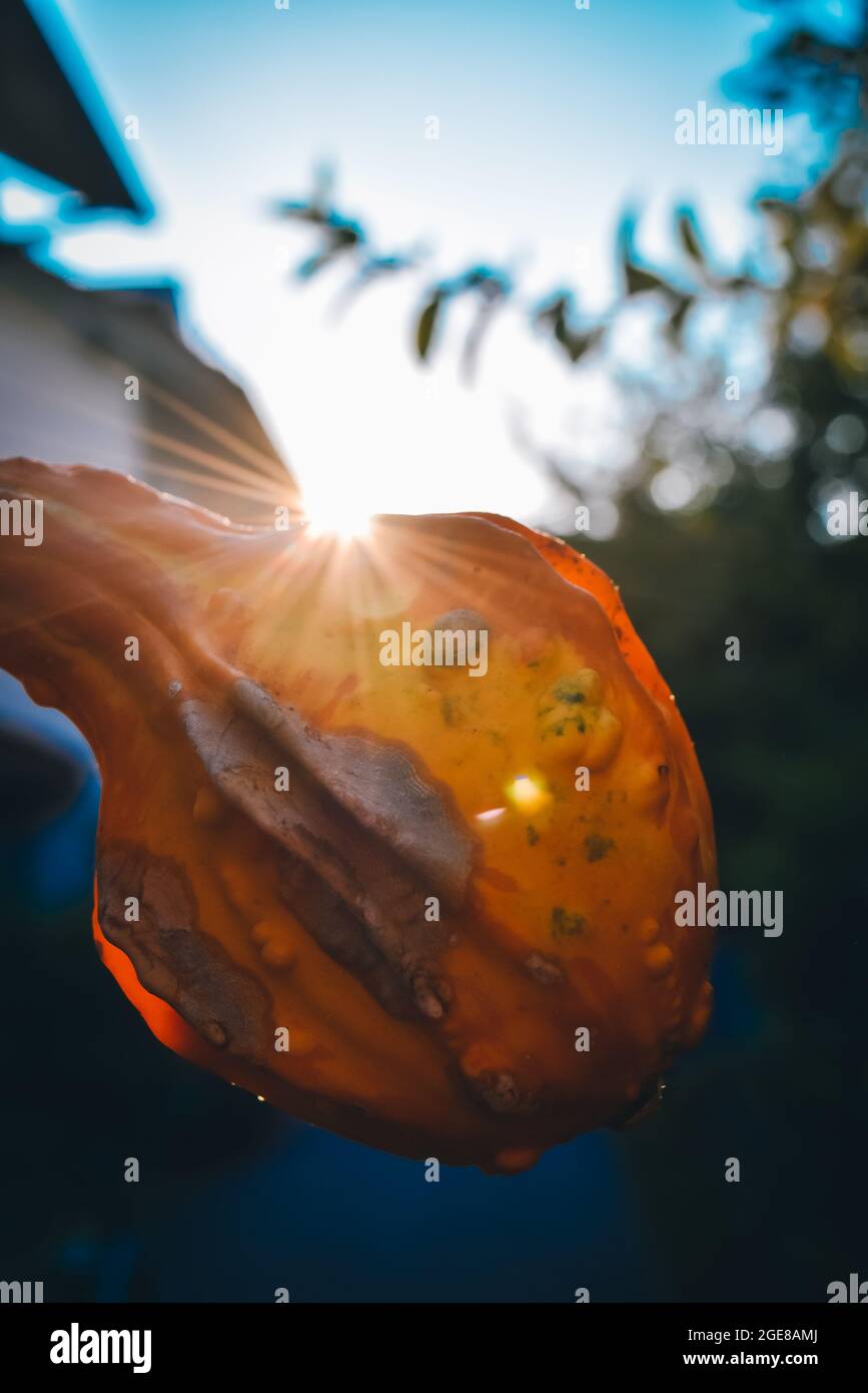 Sun shining through a dry plant leaf in the morning Stock Photo - Alamy
