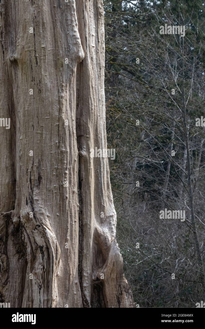 large tree trunk without bark standing up in the middle of a park Stock ...