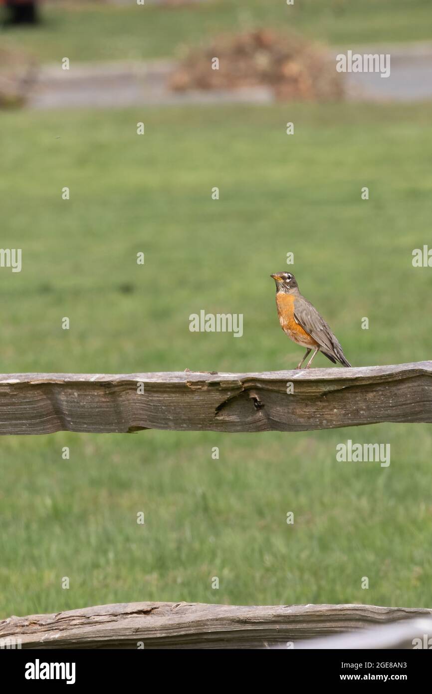 red chested robin perched on a wooden fence in a park Stock Photo - Alamy