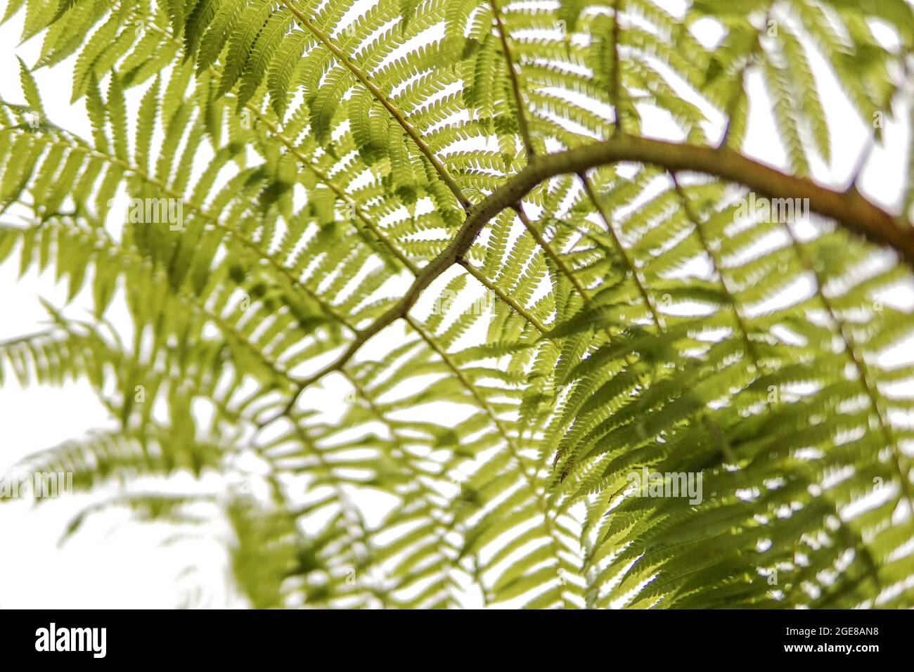 Closeup of fern leaves. Selected focus Stock Photo - Alamy
