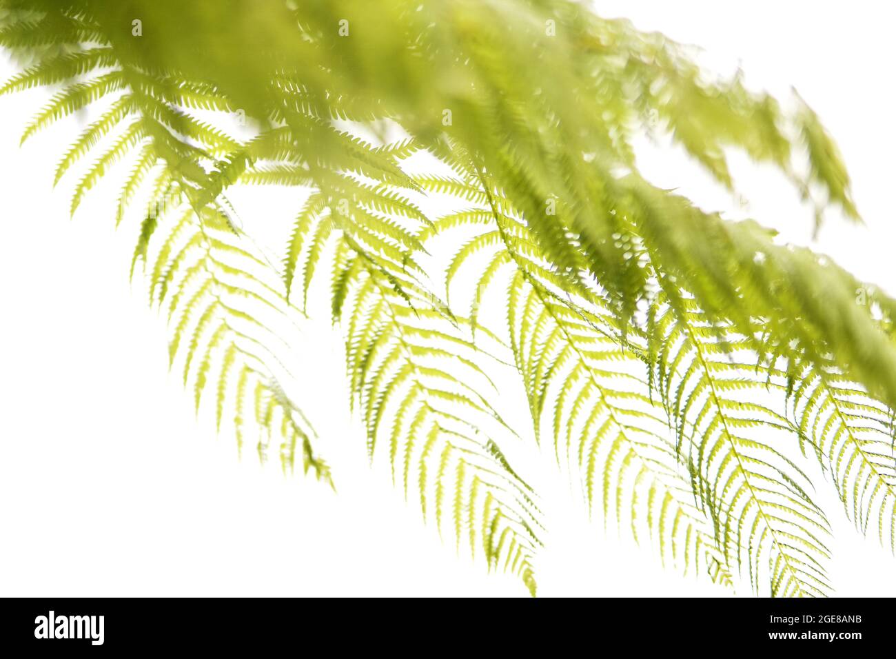 Closeup of fern leaves. Selected focus Stock Photo - Alamy