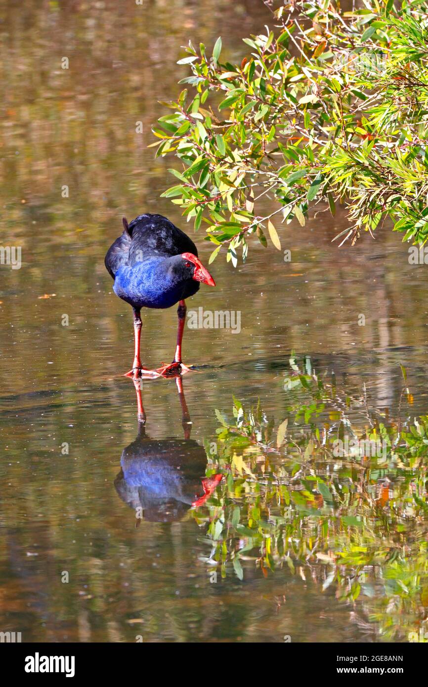 Swamp hen hi-res stock photography and images - Alamy