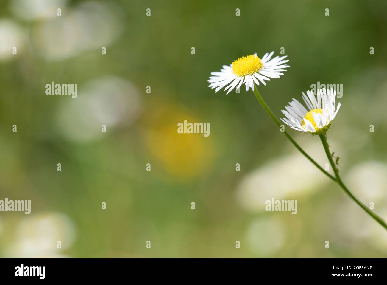 Canada fleabane hi-res stock photography and images - Alamy
