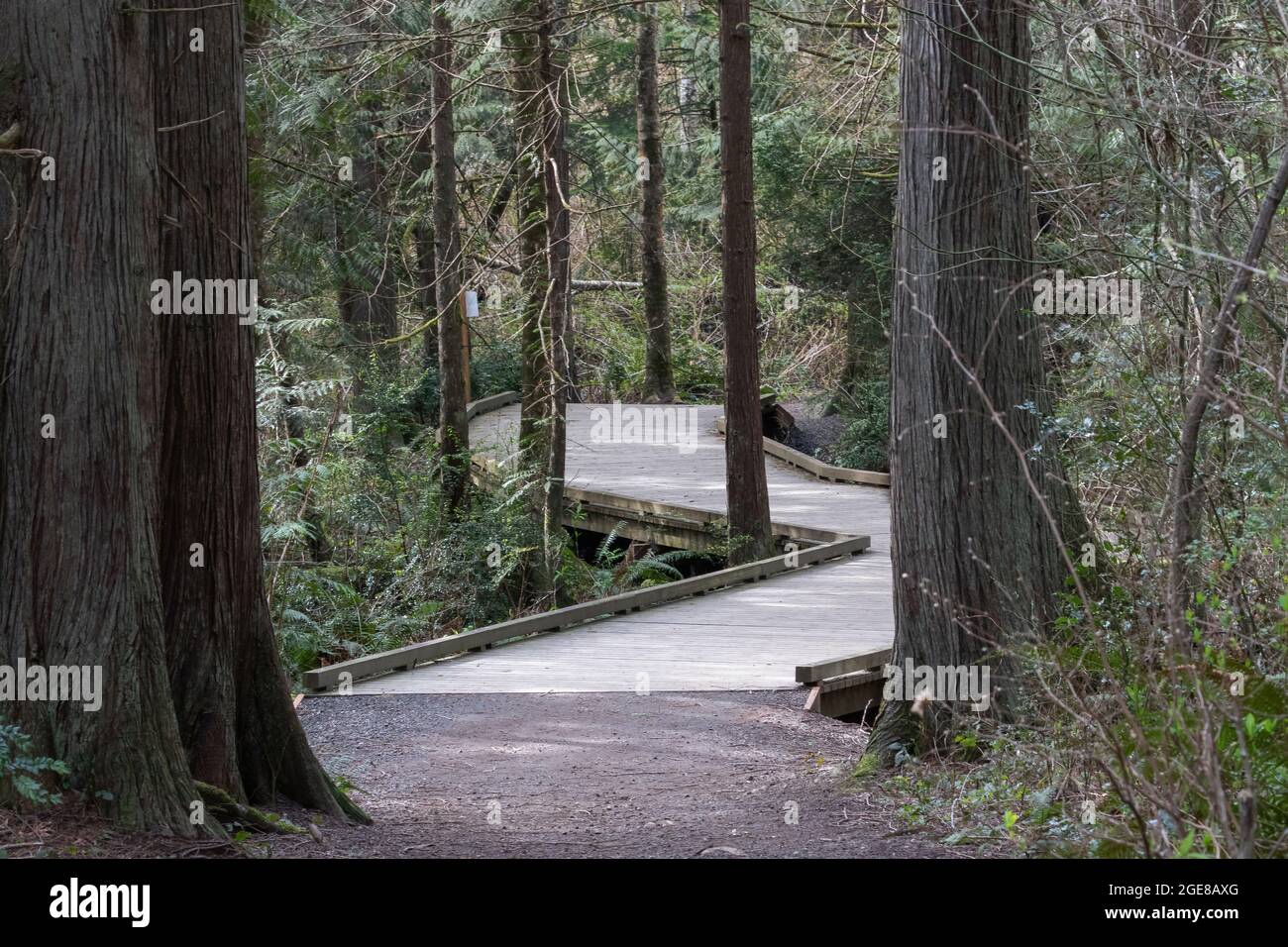 long winding boardwalk leading through a dence forest on a bright sunny ...