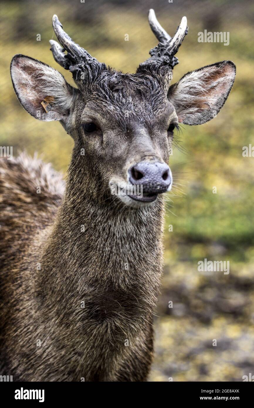 Sunda sambar deer hi-res stock photography and images - Alamy