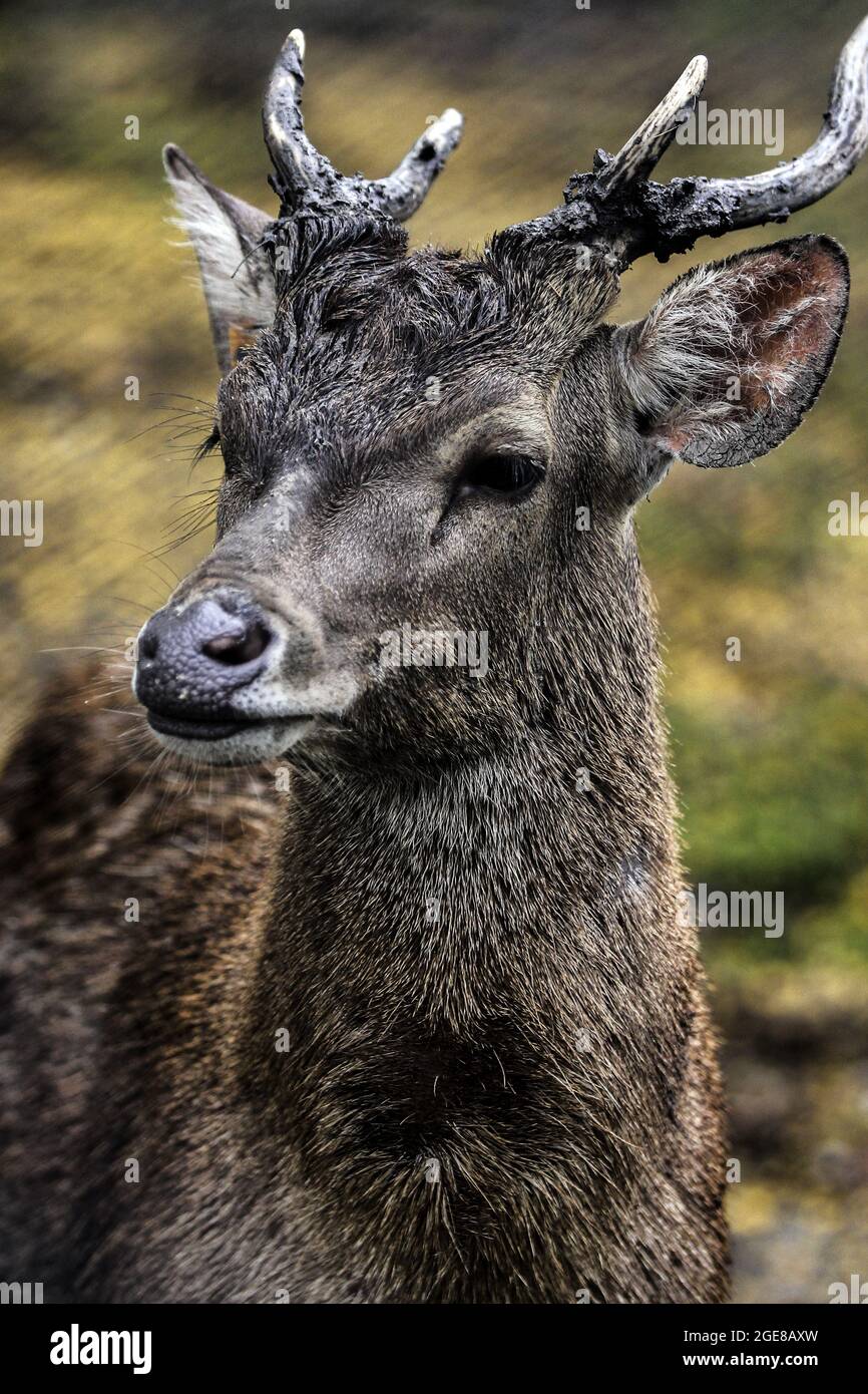 Vertical closeup of the Javan rusa or Sunda sambar Stock Photo - Alamy
