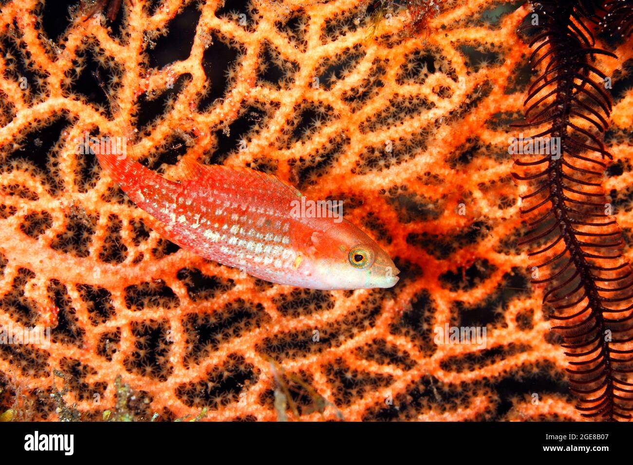Double spot wrasse hi-res stock photography and images - Alamy