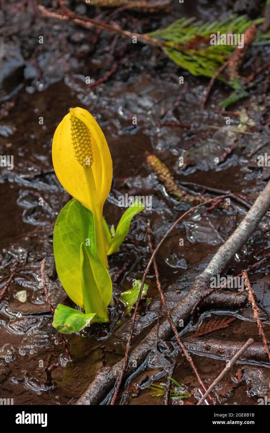 wild yellow skunk cabbage growing wild in a stream flowing through a ...