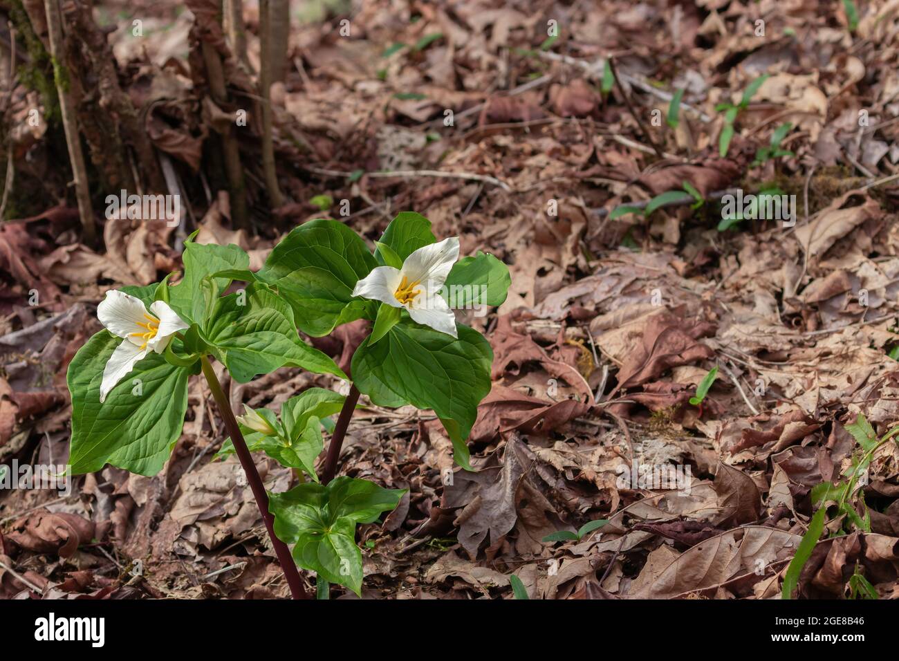 wild trillium in full bloom growing in a forest in late spring Stock ...