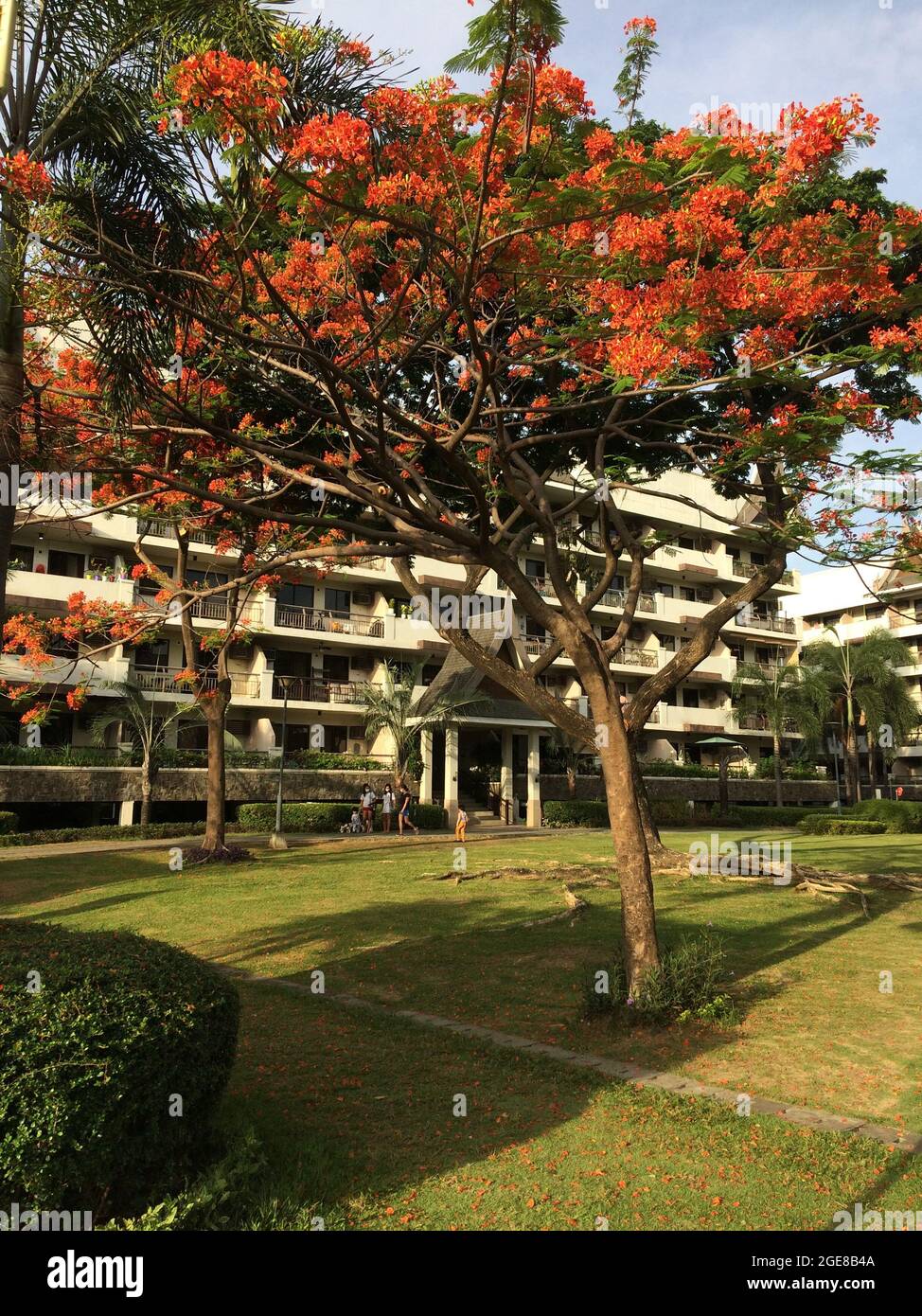 MANILA, PHILIPPINES - Jun 06, 2021: A tree with orange flowers and a ...