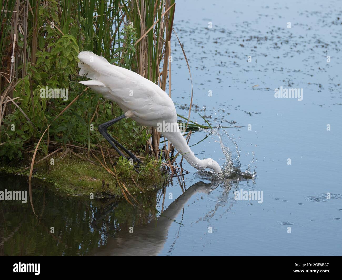 Great egret plunging its head into water to hunt Stock Photo - Alamy