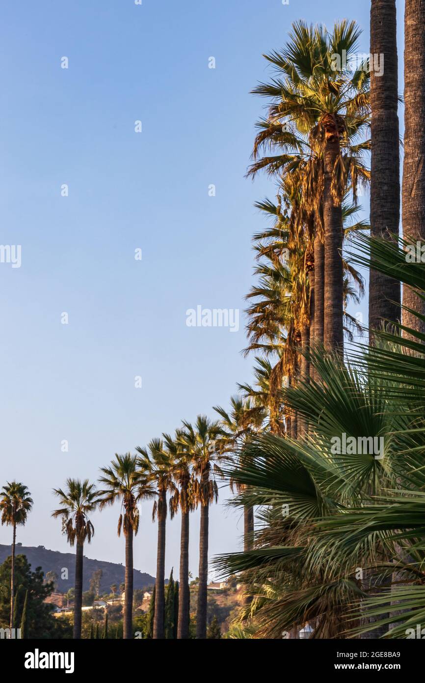 a line of tall palm trees following the curve of the road in the hills ...