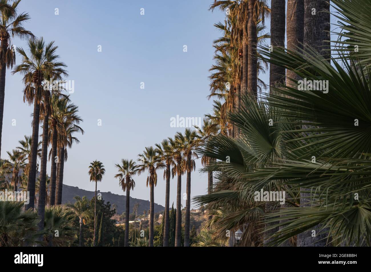 curved line of palm trees in southern california following the road ...