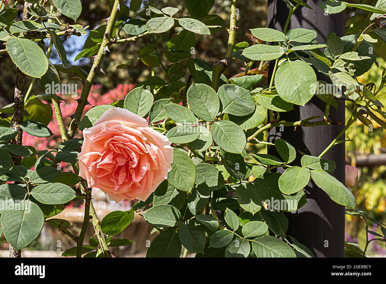 single peach colored rose growing on the bush on a bright sunny day ...