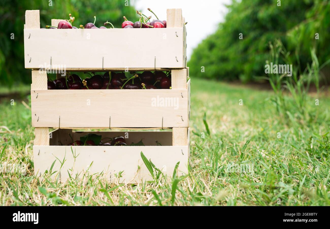 Freshly picked organic cherry in boxes Stock Photo - Alamy