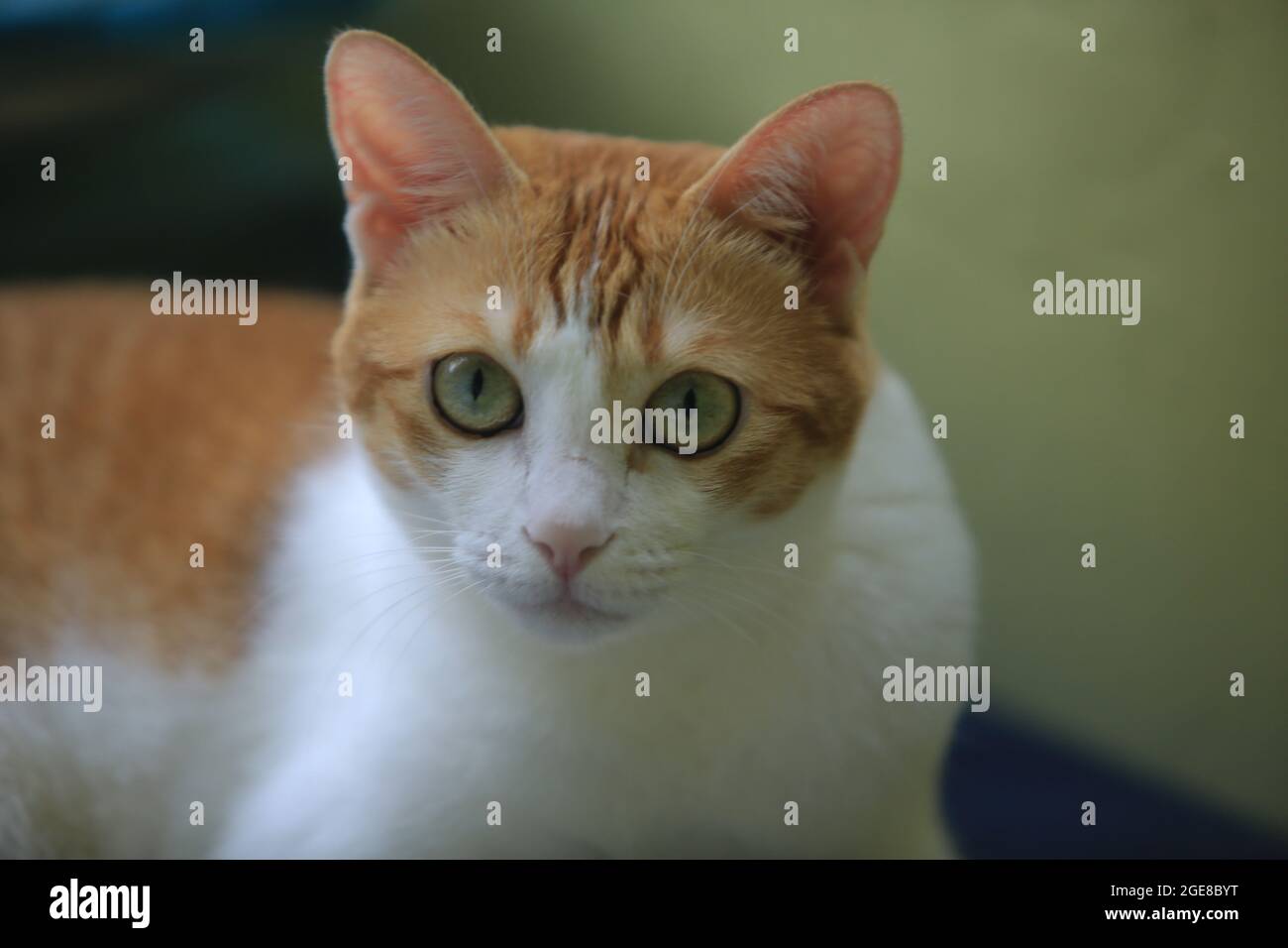 Ginger cat head close hi-res stock photography and images - Alamy