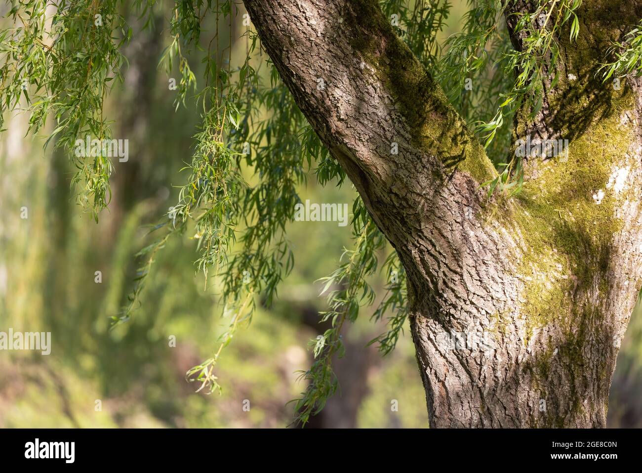 Large willow tree growing in the middle of a park on a bright sunny day ...