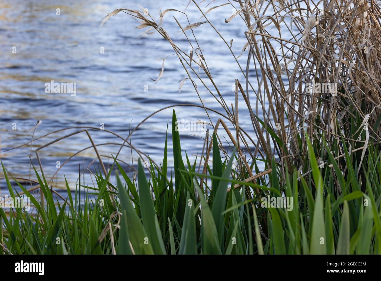 Freshwater tall grasses hi-res stock photography and images - Alamy