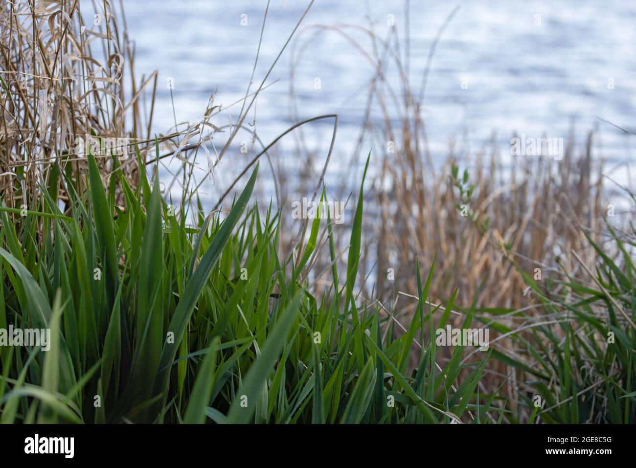 Freshwater tall grasses hi-res stock photography and images - Alamy