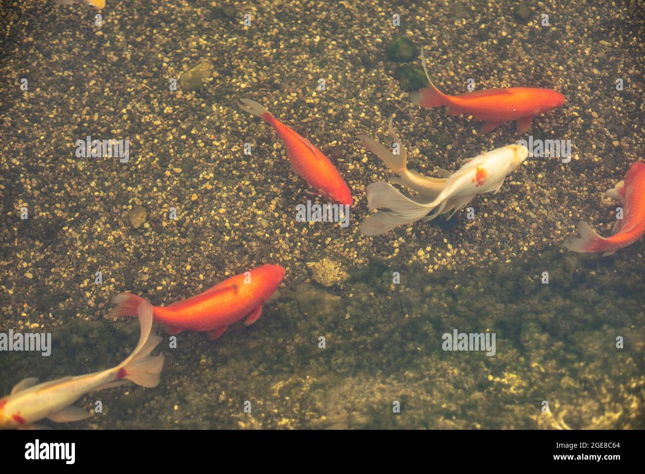 Fish swim in shallow water. Fish in an artificial reservoir. A ...