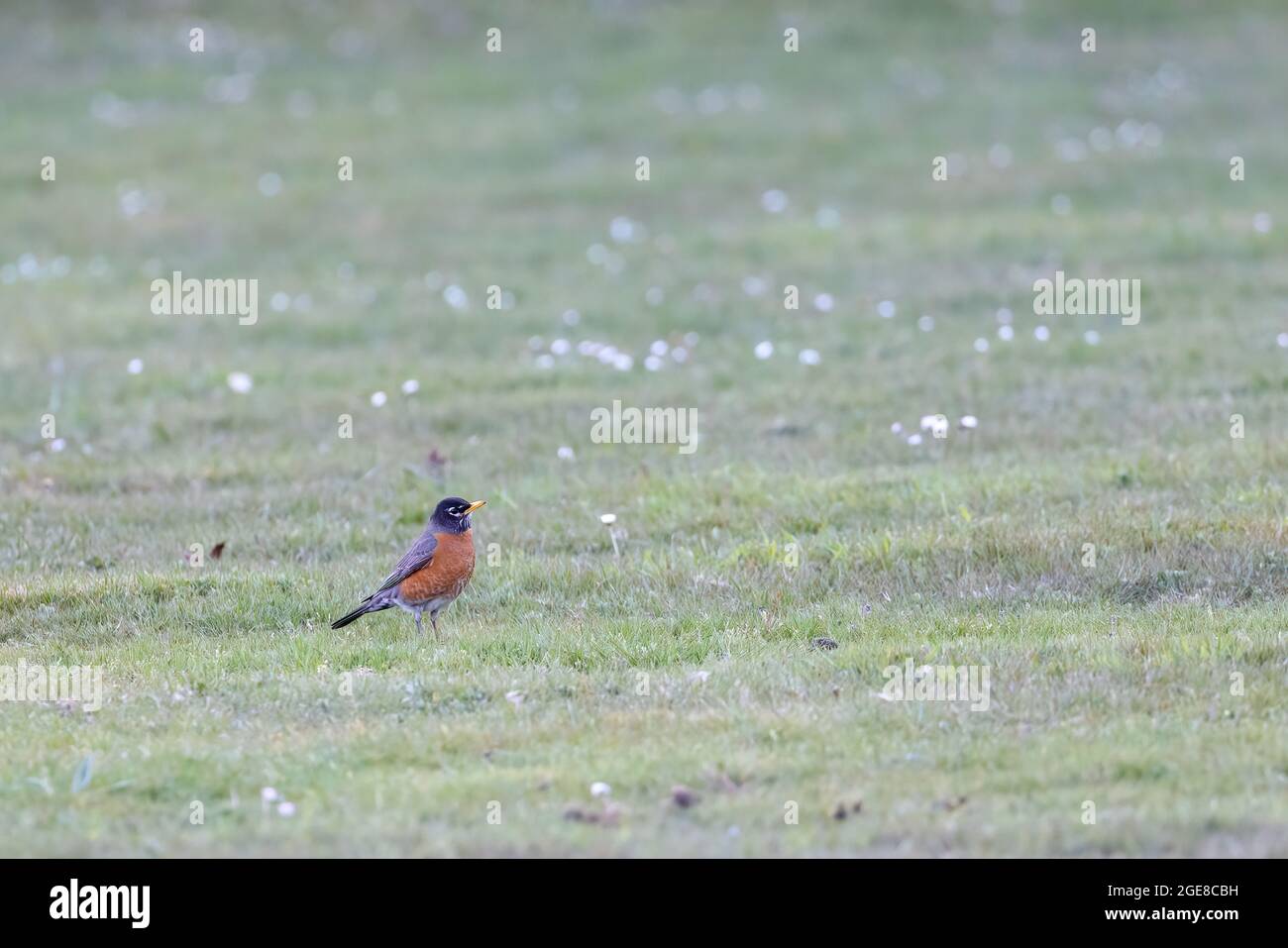 American robin in flowers hi-res stock photography and images - Alamy