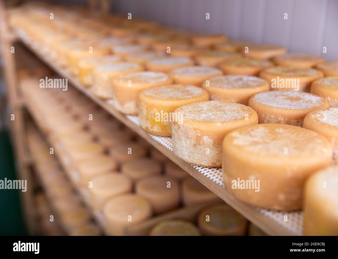 Head cheese on shelf in cheese dairy Stock Photo - Alamy