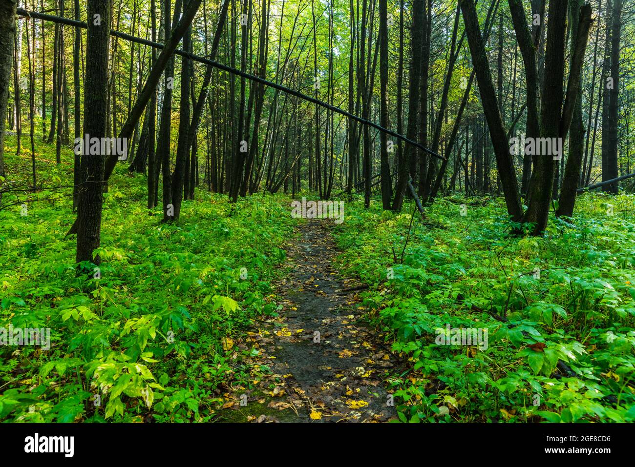 Pathway through beautiful summer hi-res stock photography and images ...