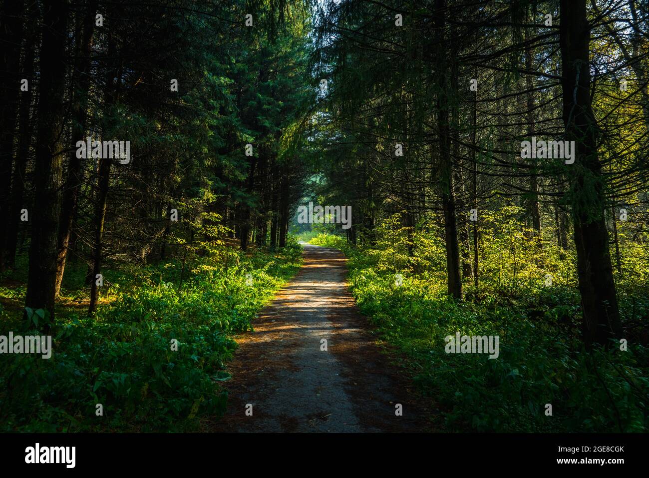 Pathway through beautiful summer hi-res stock photography and images ...