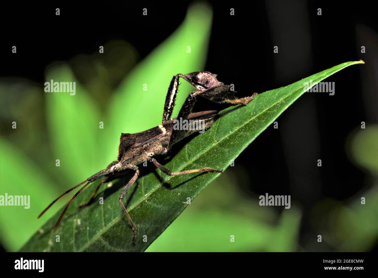 Leaf footed bug hi-res stock photography and images - Alamy