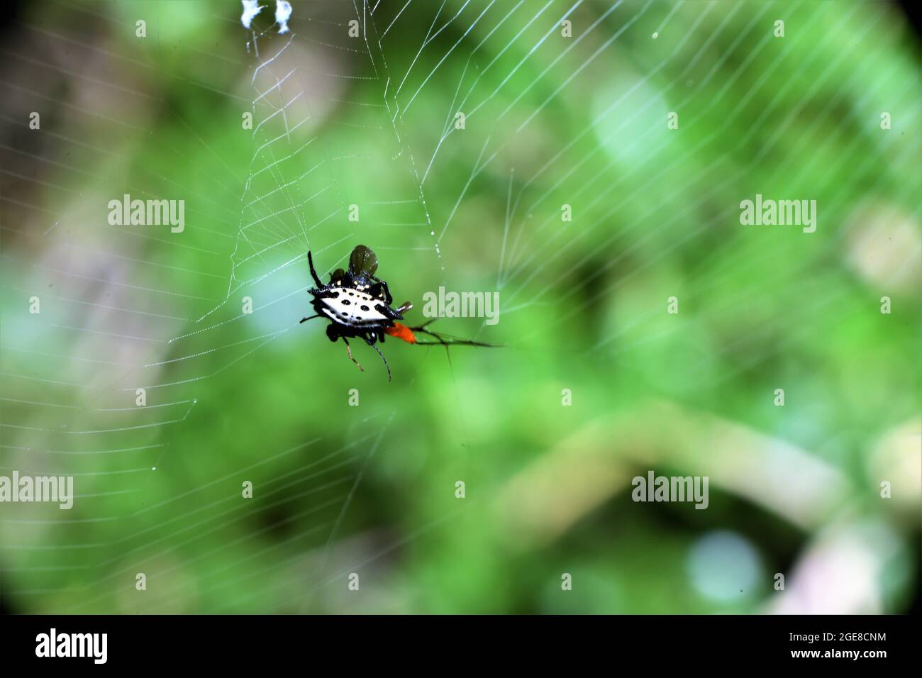 Polka dot spider hi-res stock photography and images - Alamy