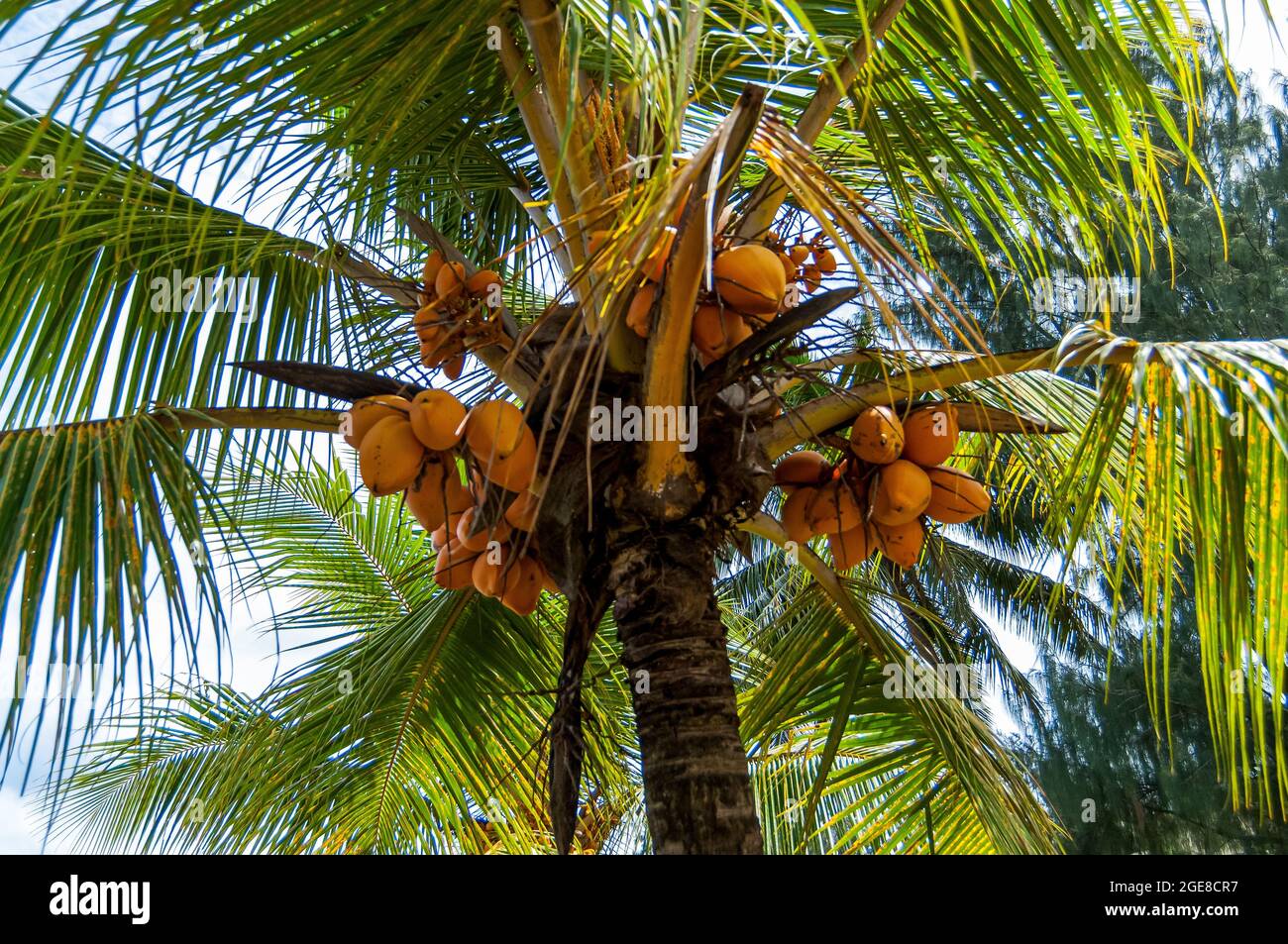 Coconut fruiting hi-res stock photography and images - Alamy