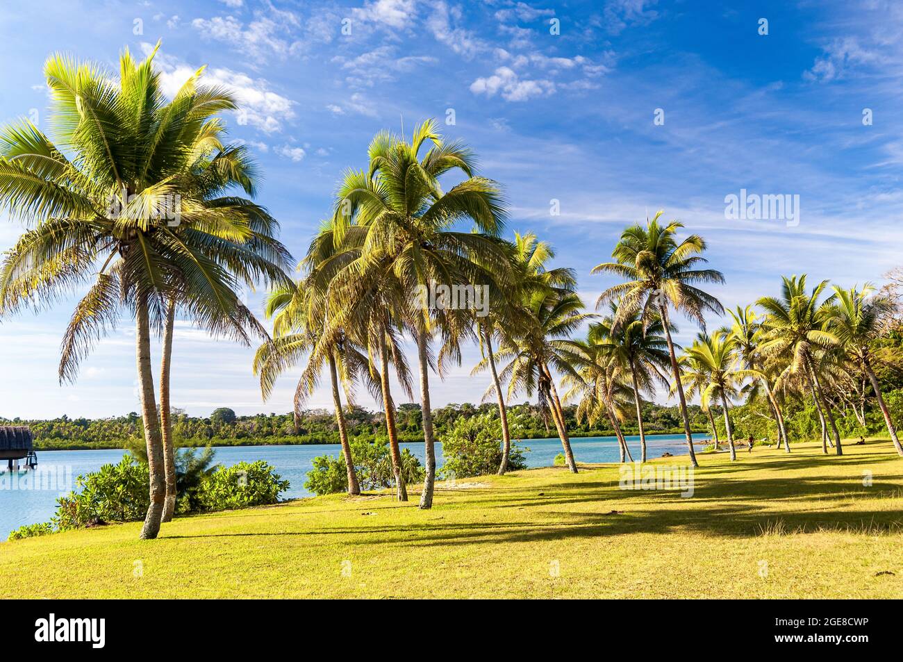 Coconut palm trees on a Vanuatu beach Stock Photo - Alamy