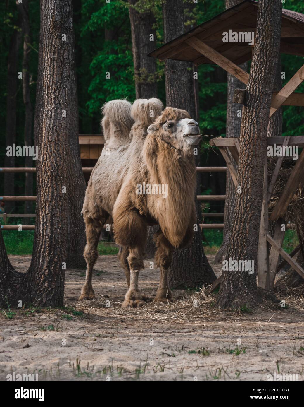 Camel habitat hi-res stock photography and images - Alamy
