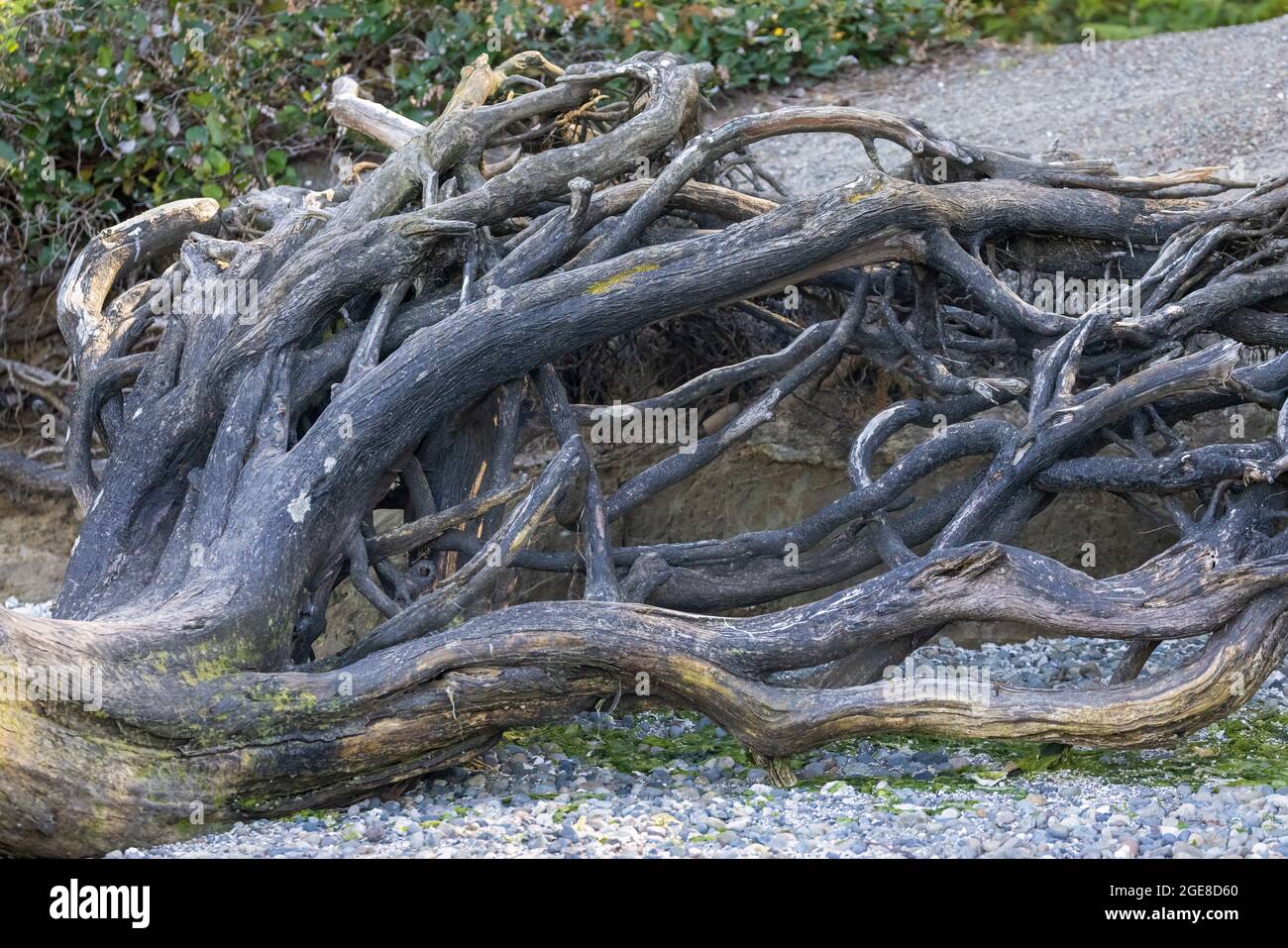 Wood branch chunk hi-res stock photography and images - Alamy