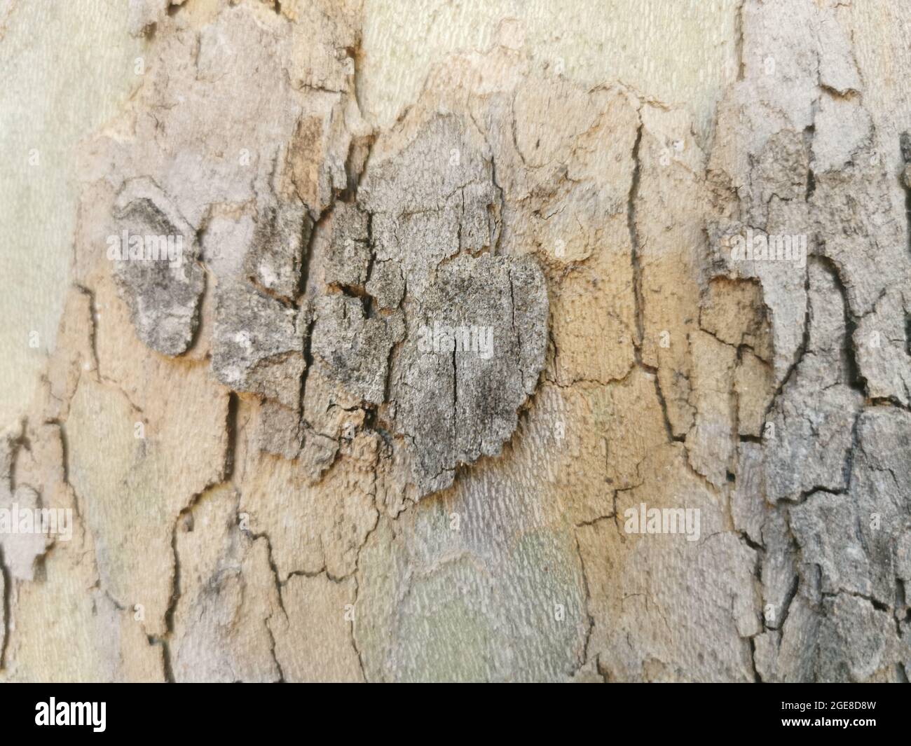 Closeup of a rough tree trunk crust Stock Photo - Alamy