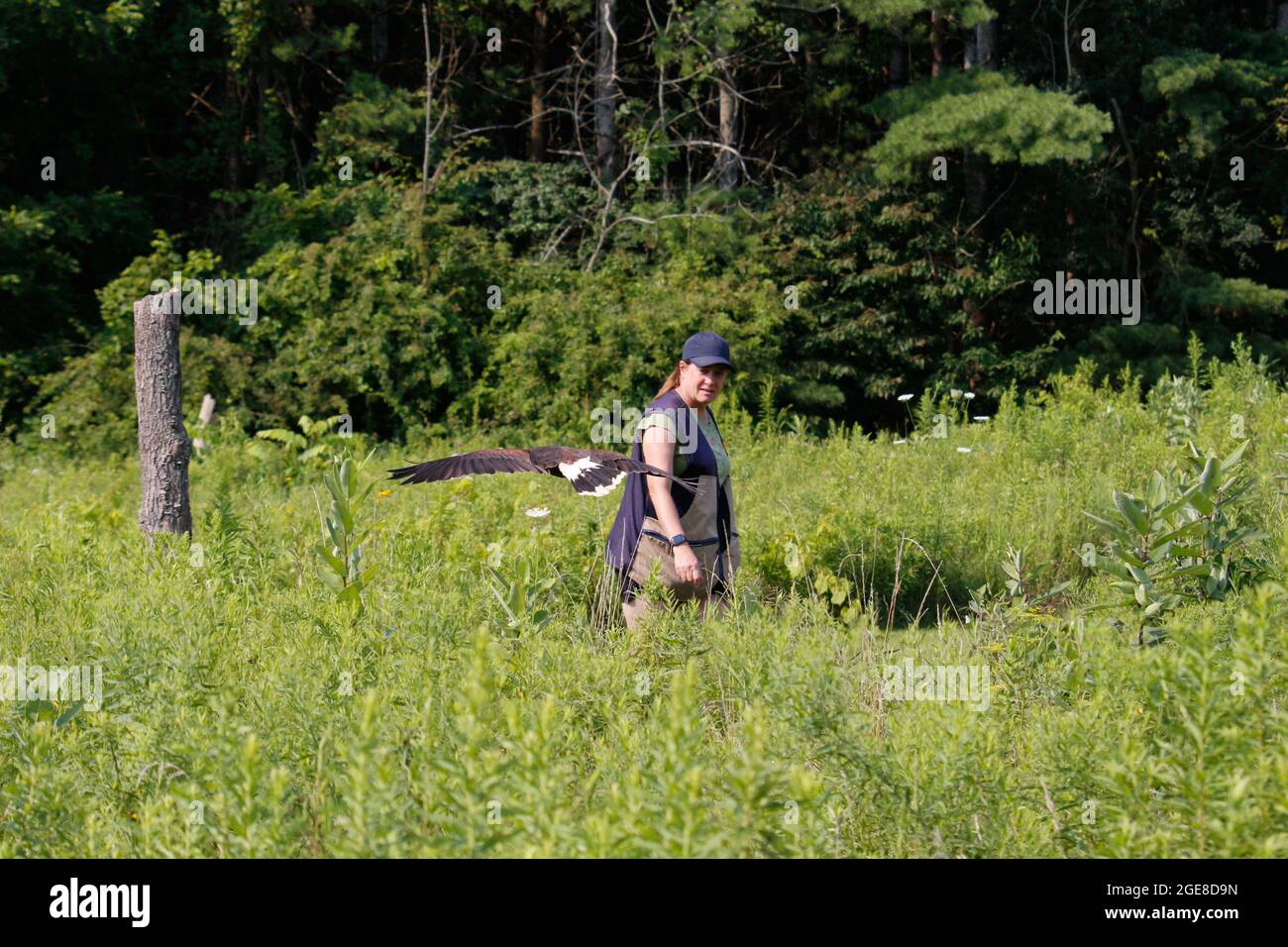 SIMCOE, CANADA - Jul 31, 2021: A professional female falcon handler ...