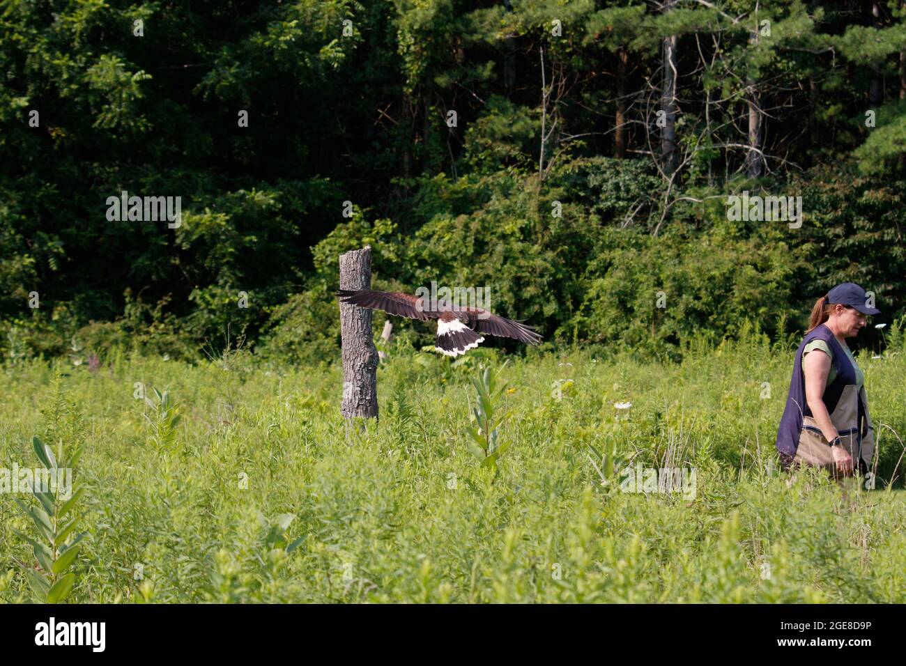 SIMCOE, CANADA - Jul 31, 2021: A professional female falcon handler ...