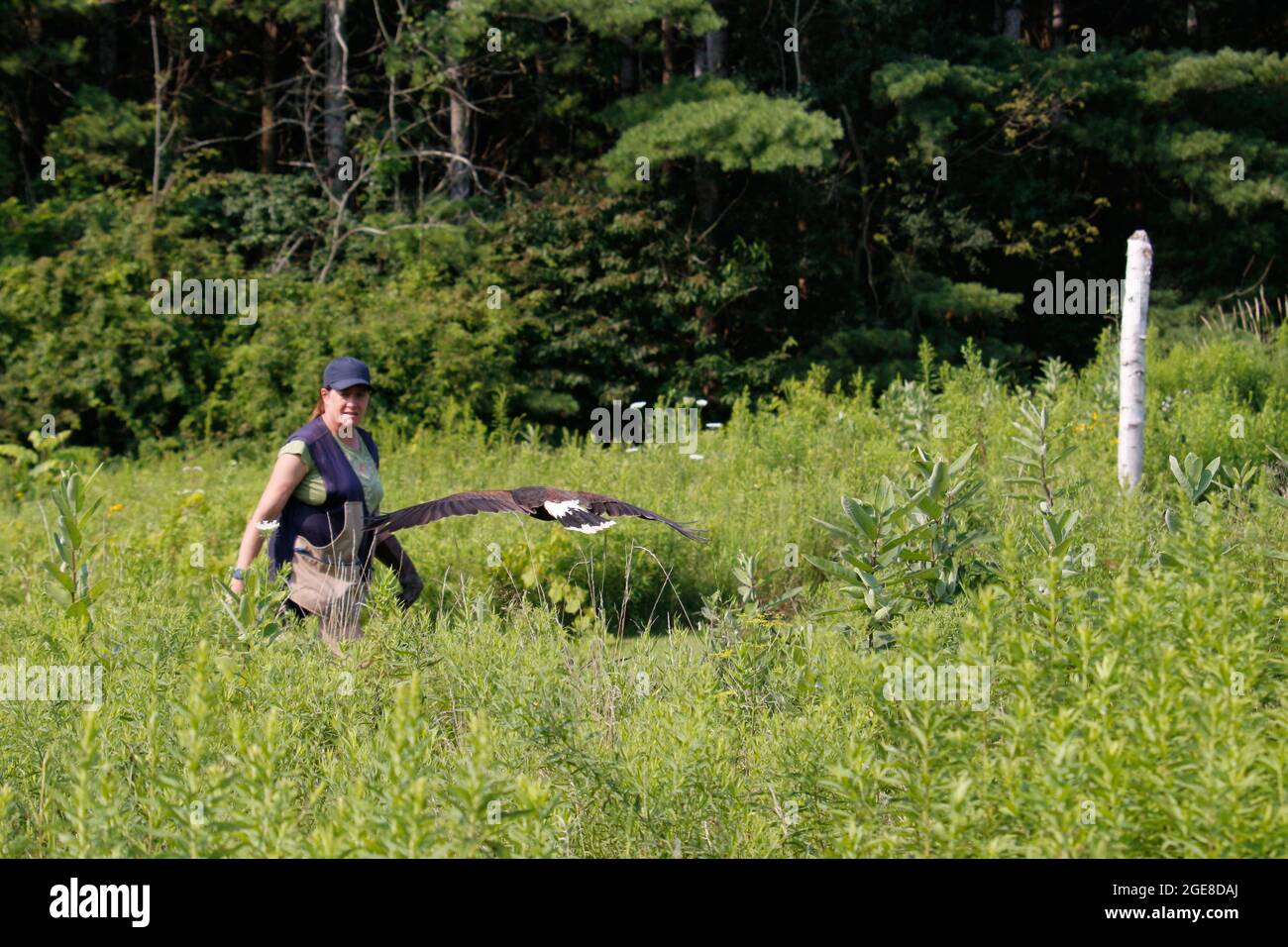 SIMCOE, CANADA - Jul 31, 2021: A professional female falcon handler ...