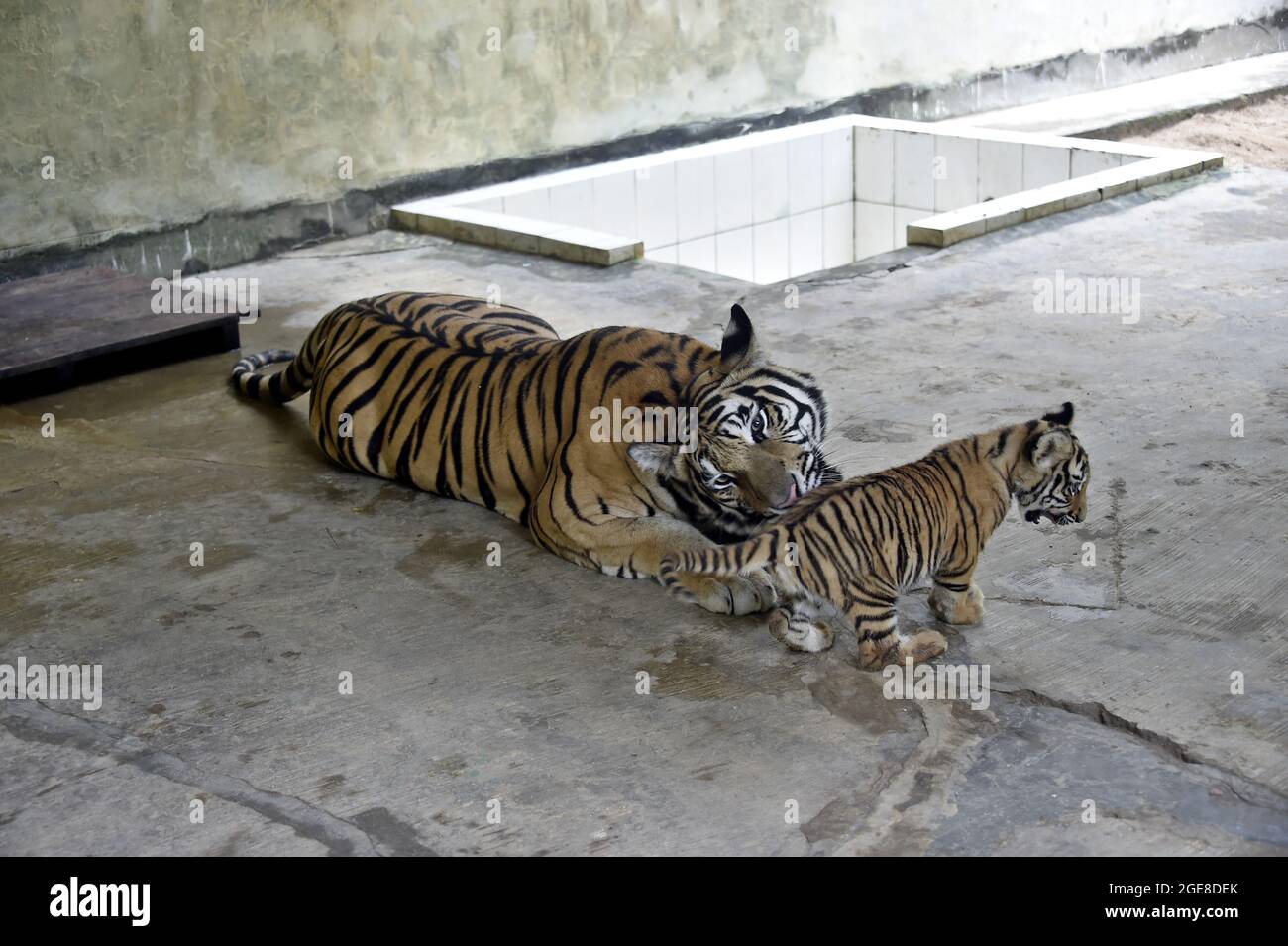 August 18,2021,Dhaka,Bangladesh: Two Royal Bengal Tiger cubs are seen ...
