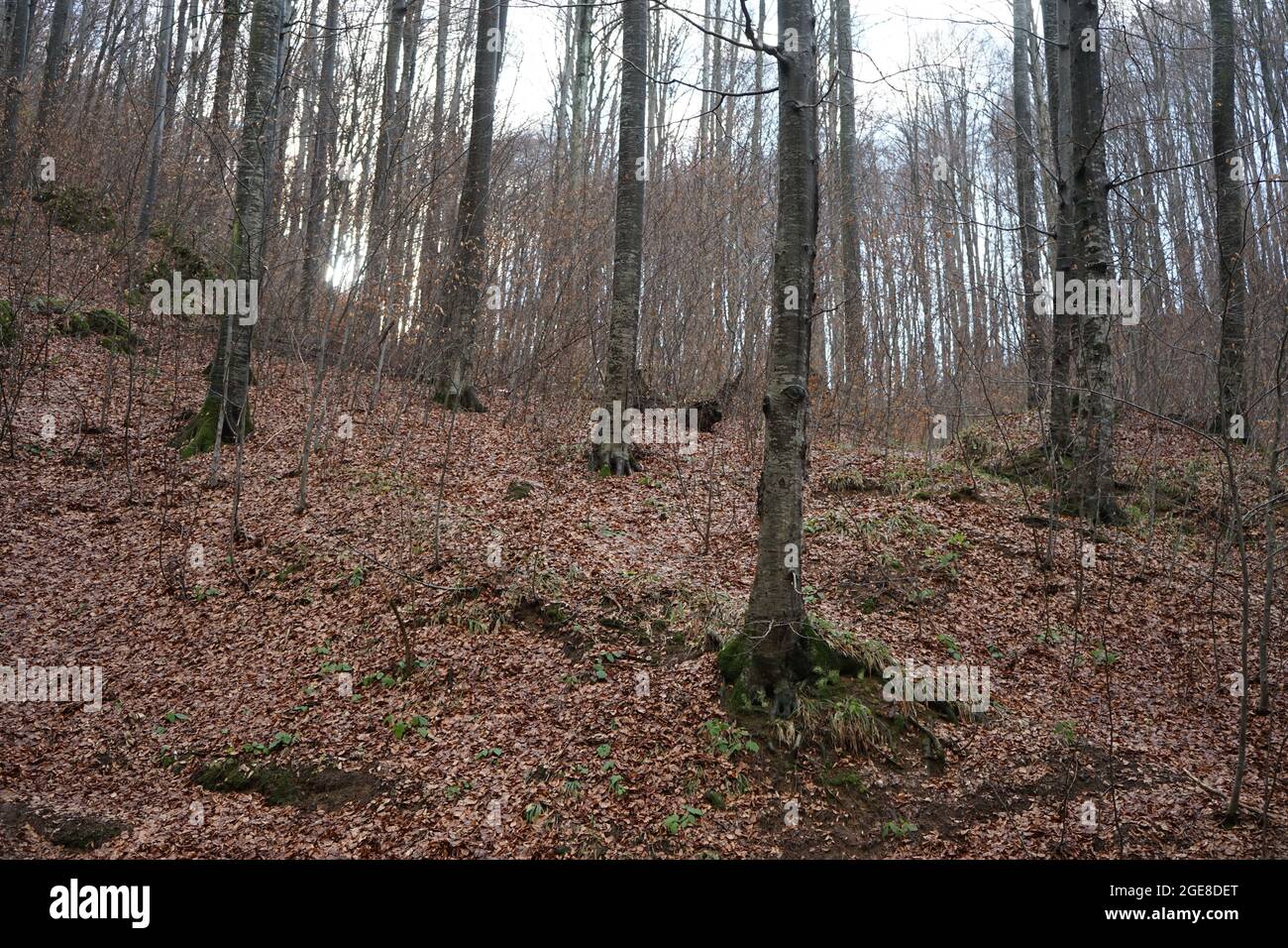 Solstice tree hi-res stock photography and images - Alamy