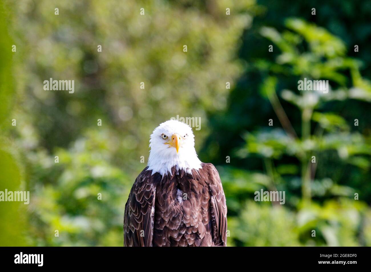 Selective focus shot of a bald eagle in a field Stock Photo - Alamy