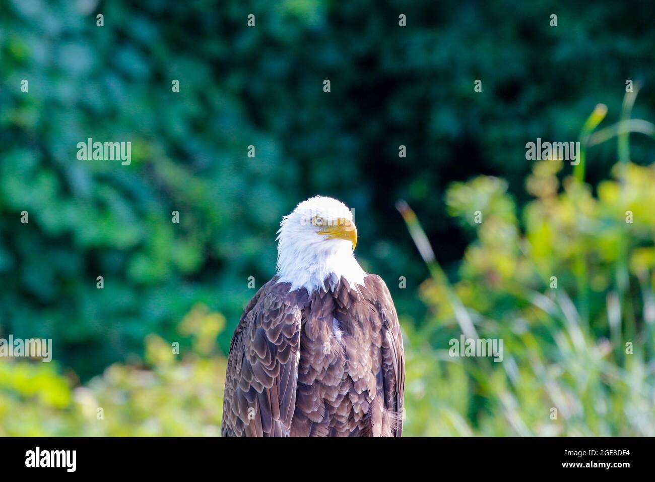 Selective focus shot of a bald eagle in a Stock Photo - Alamy