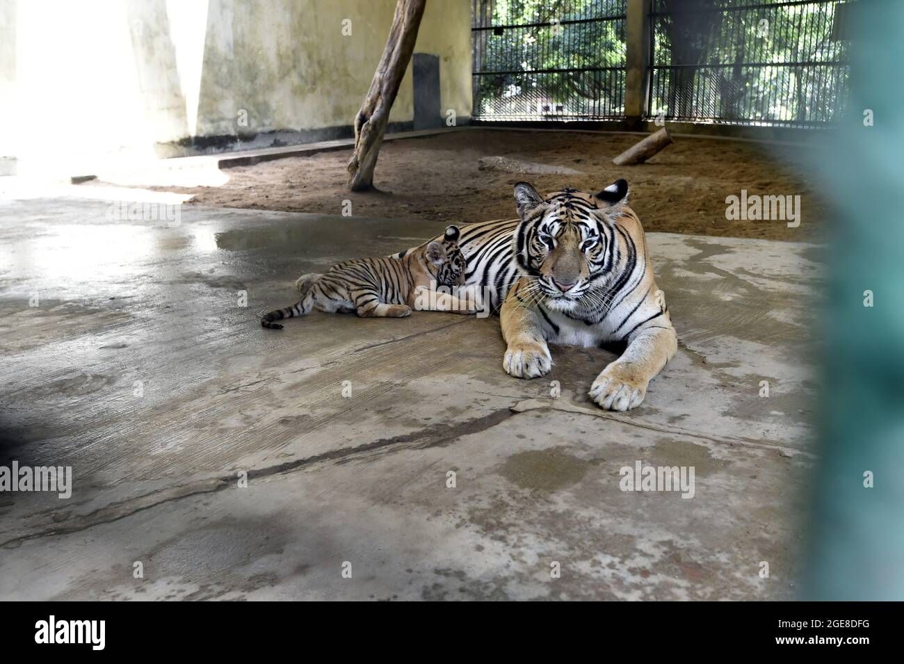 August 18,2021,Dhaka,Bangladesh: Two Royal Bengal Tiger cubs are seen ...