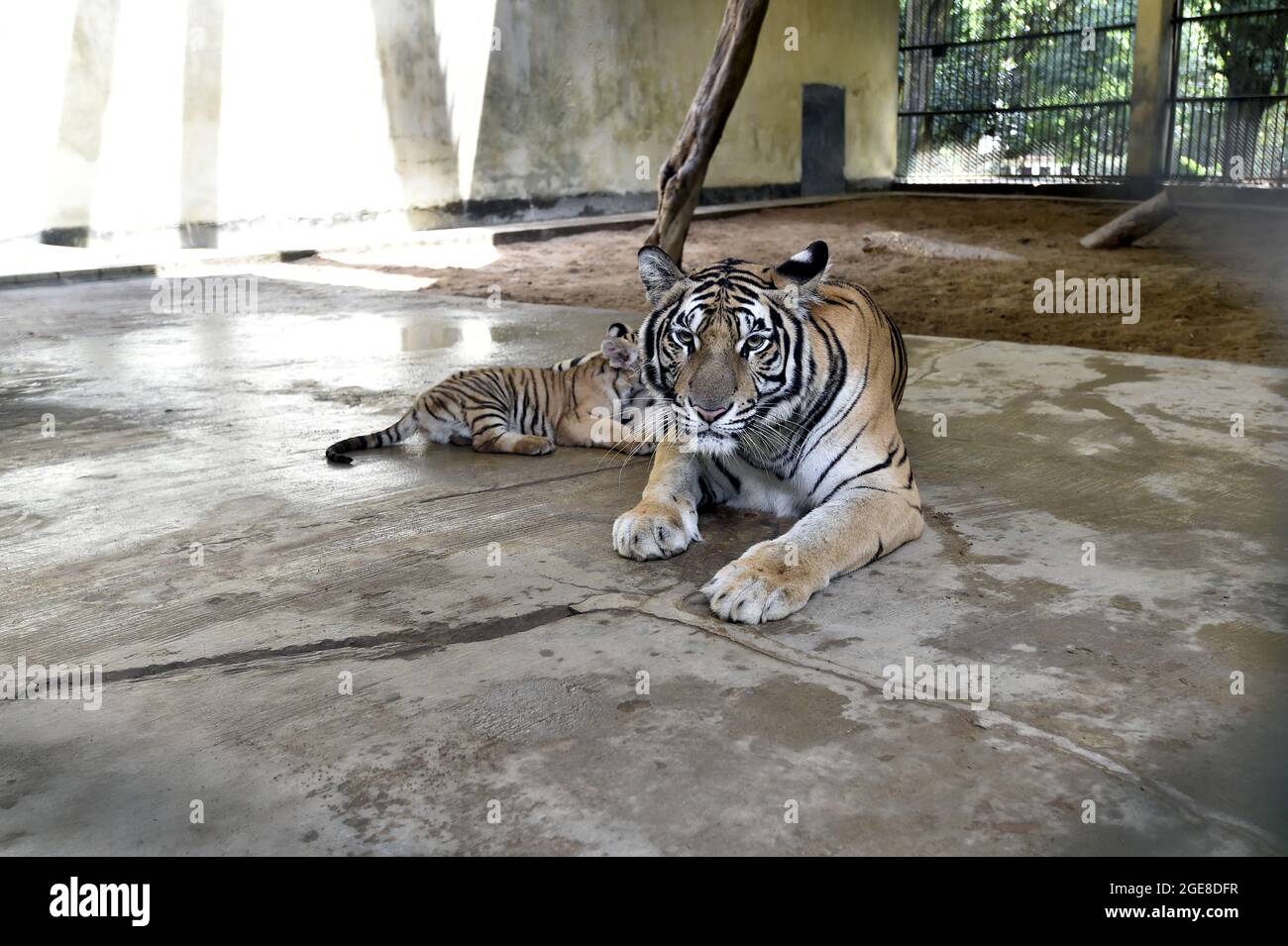 August 18,2021,Dhaka,Bangladesh: Two Royal Bengal Tiger cubs are seen ...