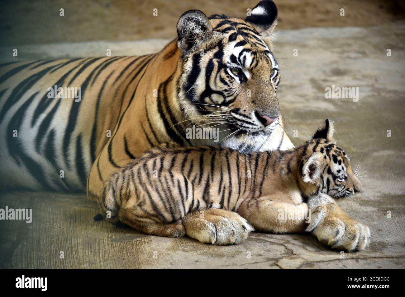 August 18,2021,Dhaka,Bangladesh: Two Royal Bengal Tiger cubs are seen ...