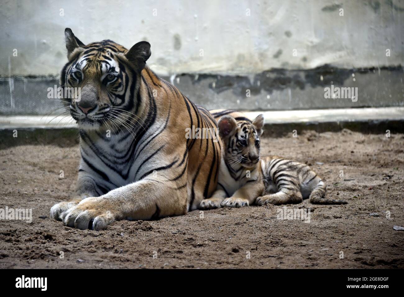August 18,2021,Dhaka,Bangladesh: Two Royal Bengal Tiger cubs are seen ...