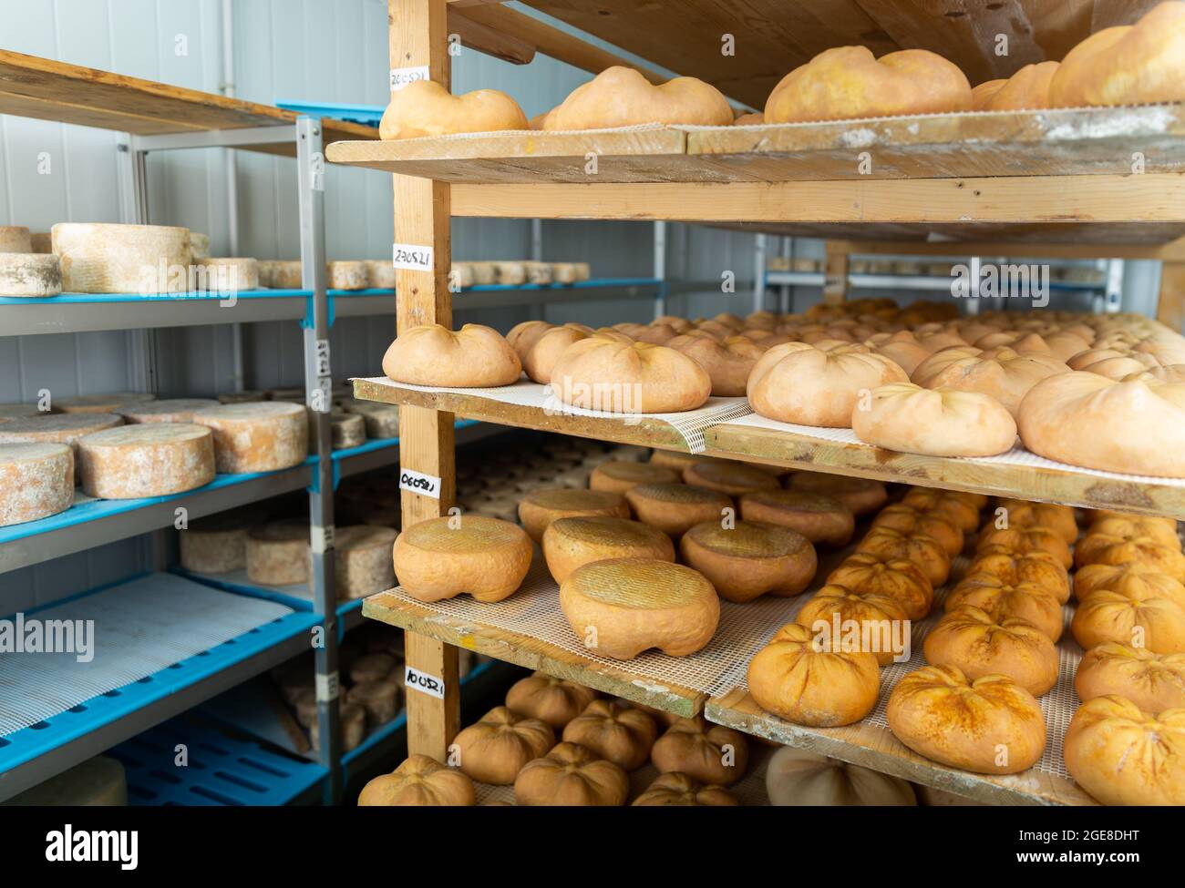 Cheese factory production shelves with aging cheese. Numbers on white ...