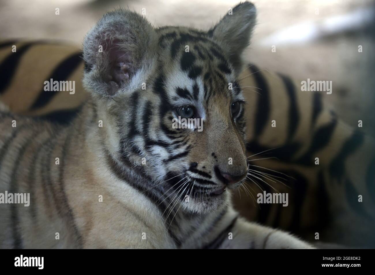 August 18,2021,Dhaka,Bangladesh: Two Royal Bengal Tiger cubs are seen ...